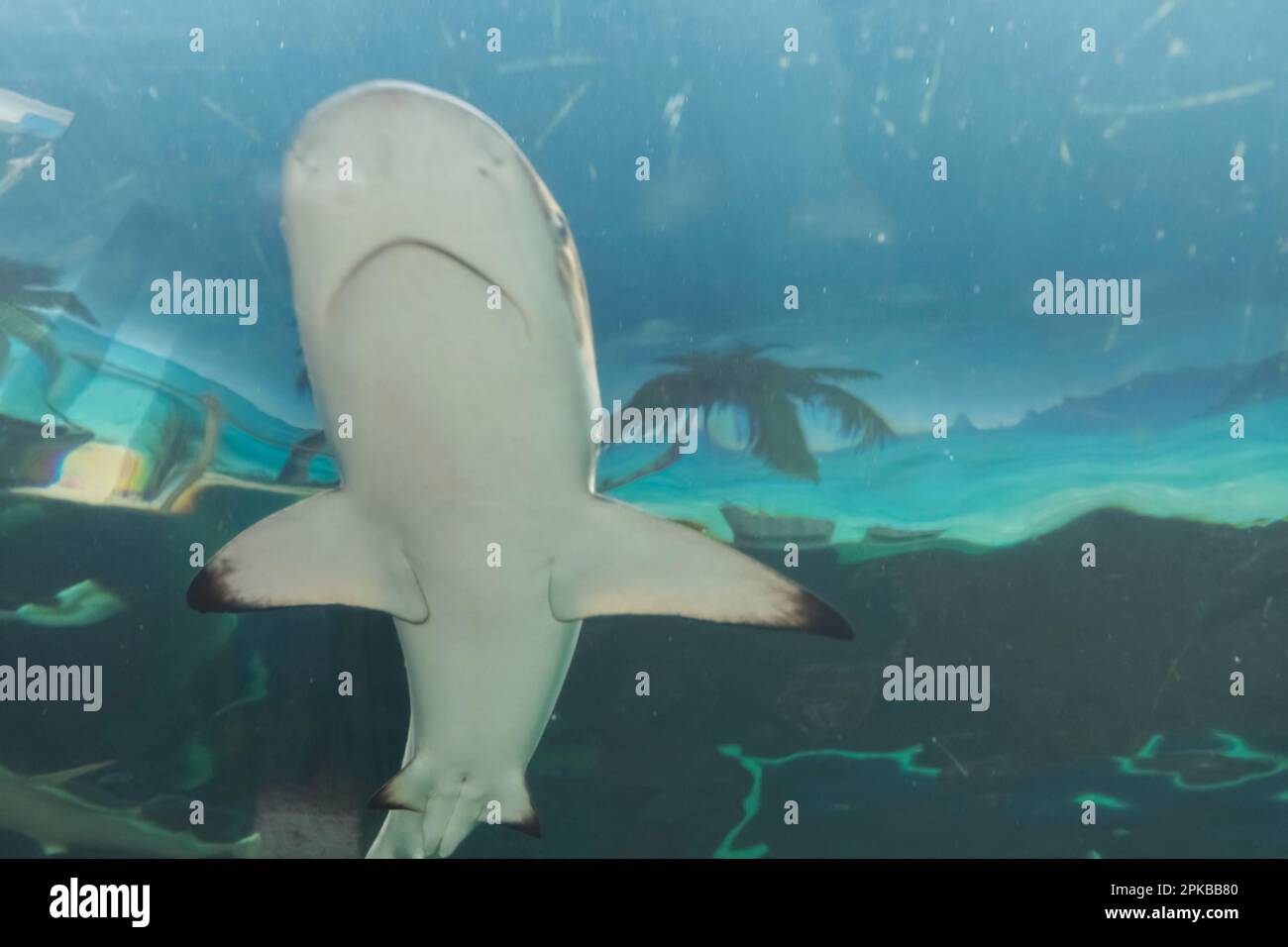 England, Dorset, Bournemouth, Bournemouth Oceanarium, Underwater Tunnel ...