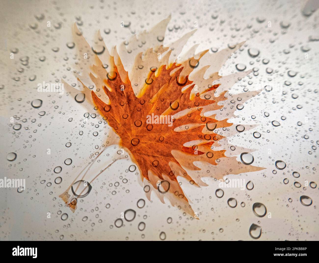 Double exposure with yellow autumn plane tree leaf and water drops ...