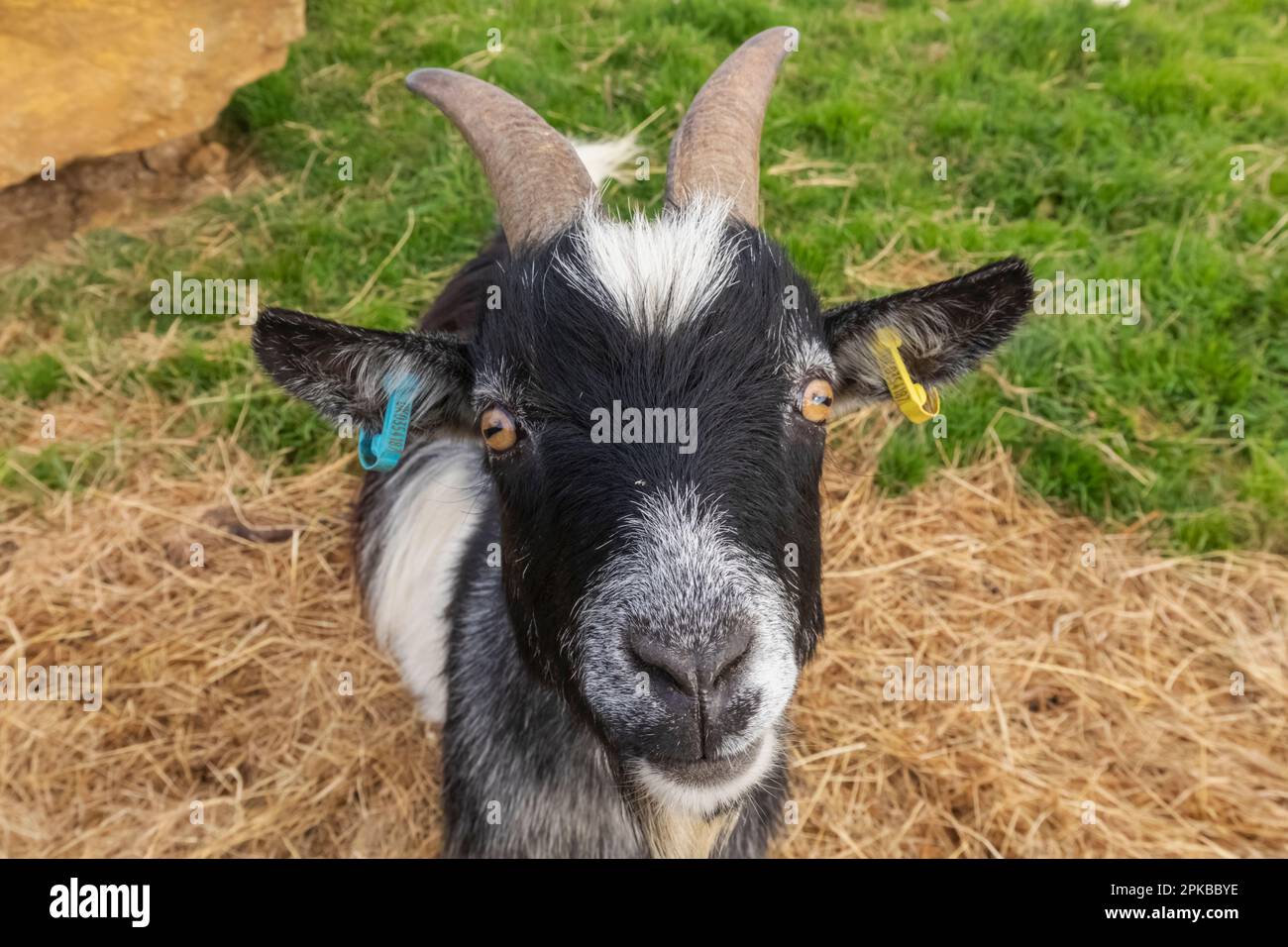 England, Dorset, Bridport, Symondsbury Estate, Goats Stock Photo - Alamy