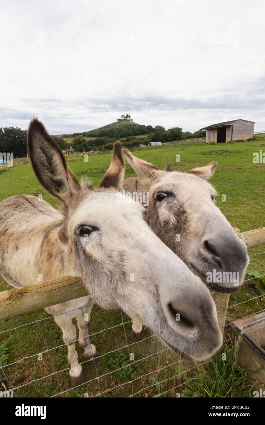 Donkeys and colmers hill hi-res stock photography and images - Alamy