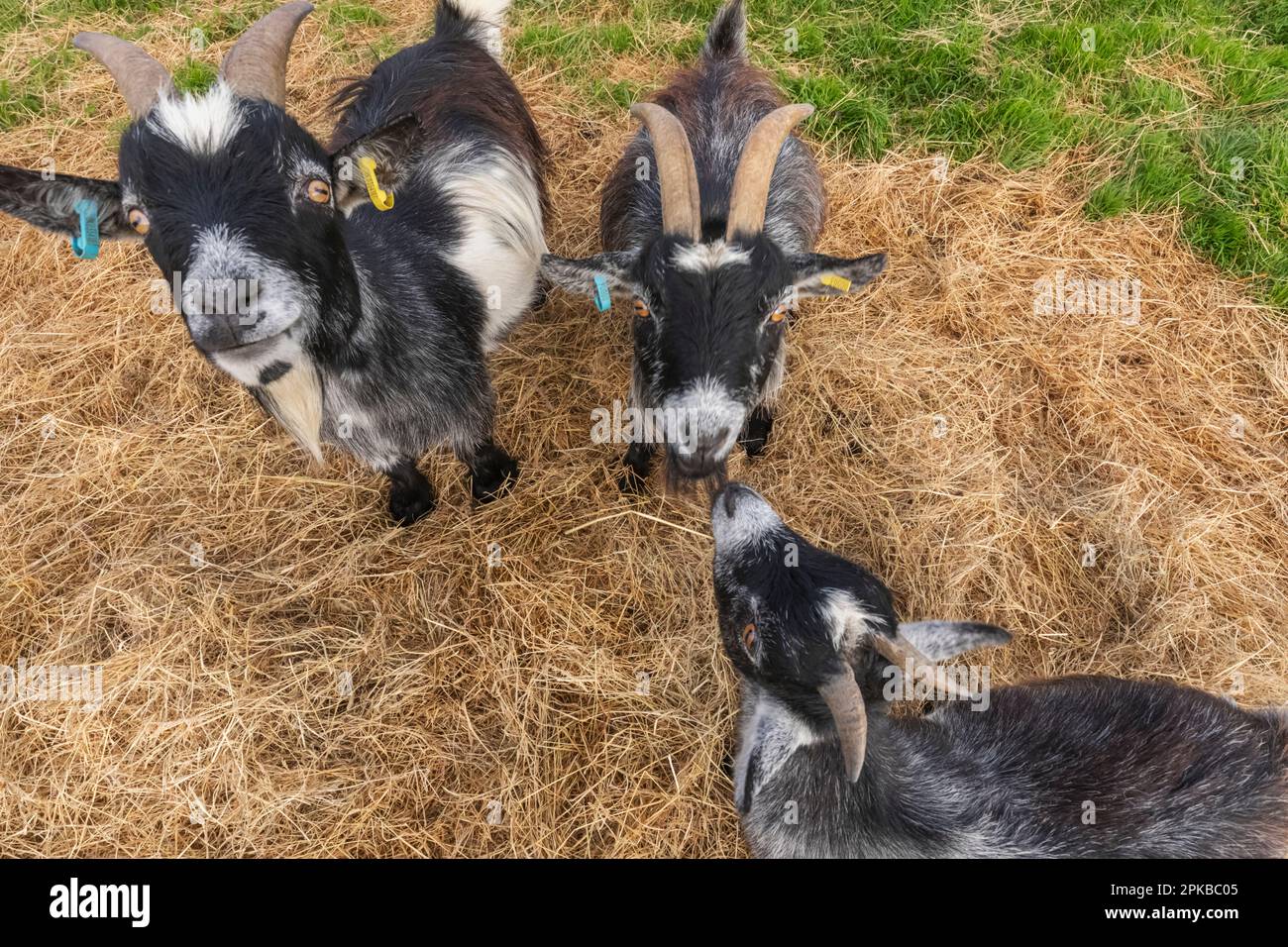 England, Dorset, Bridport, Symondsbury Estate, Goats Stock Photo - Alamy