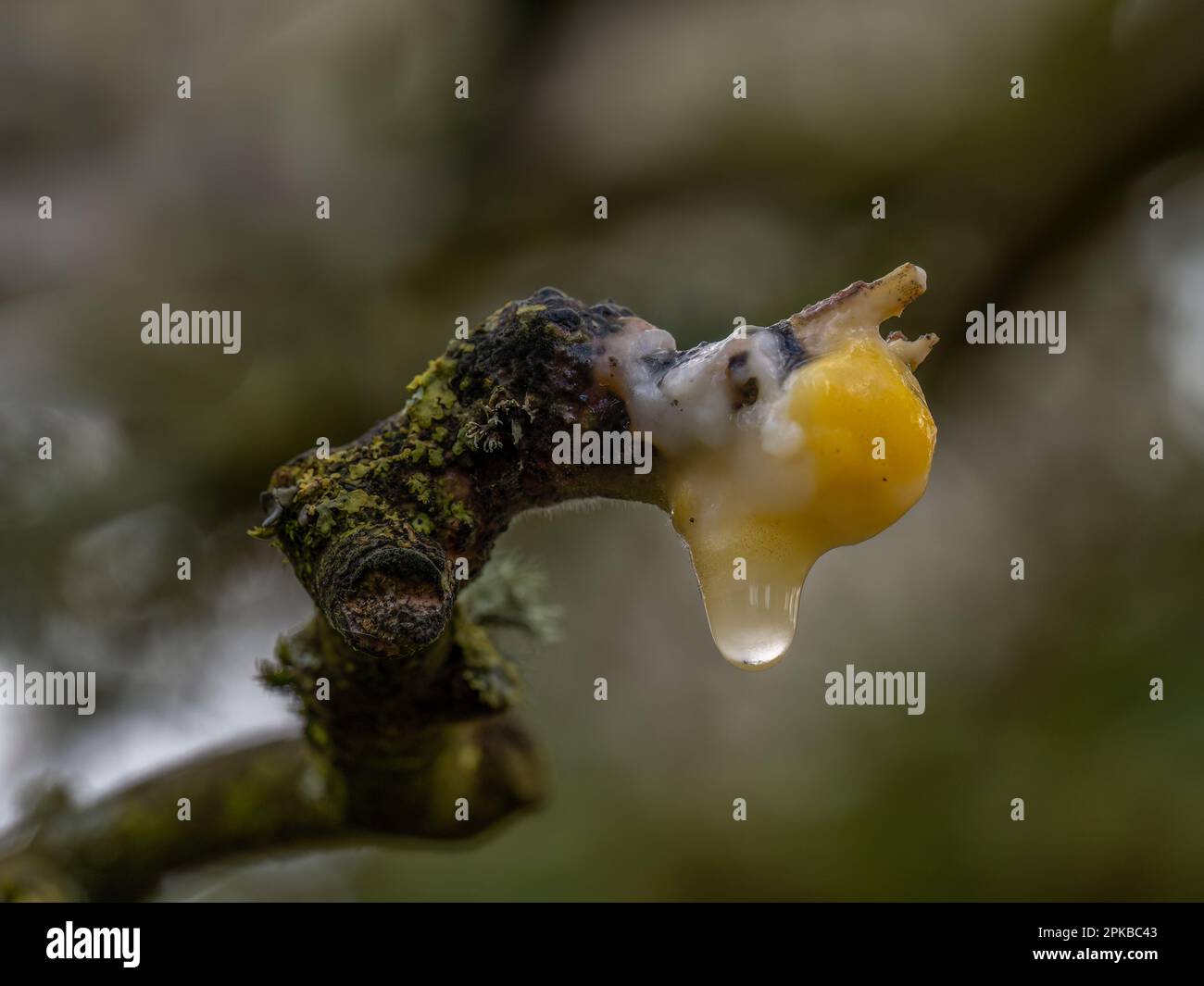 Fusicolla hi-res stock photography and images - Alamy