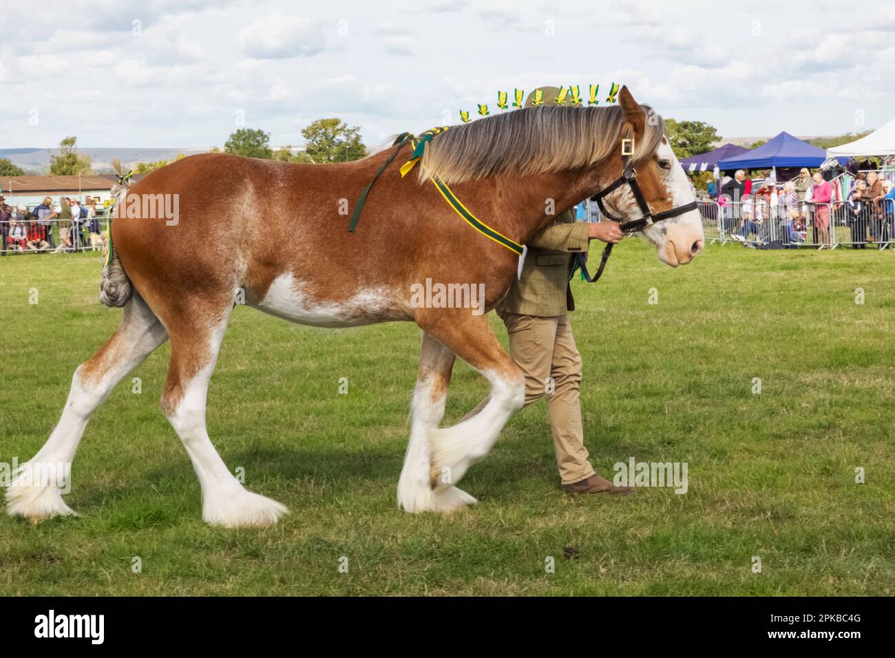 England, Dorset, Shaftesbury, The Annual Wessex Heavy Horse Show and ...