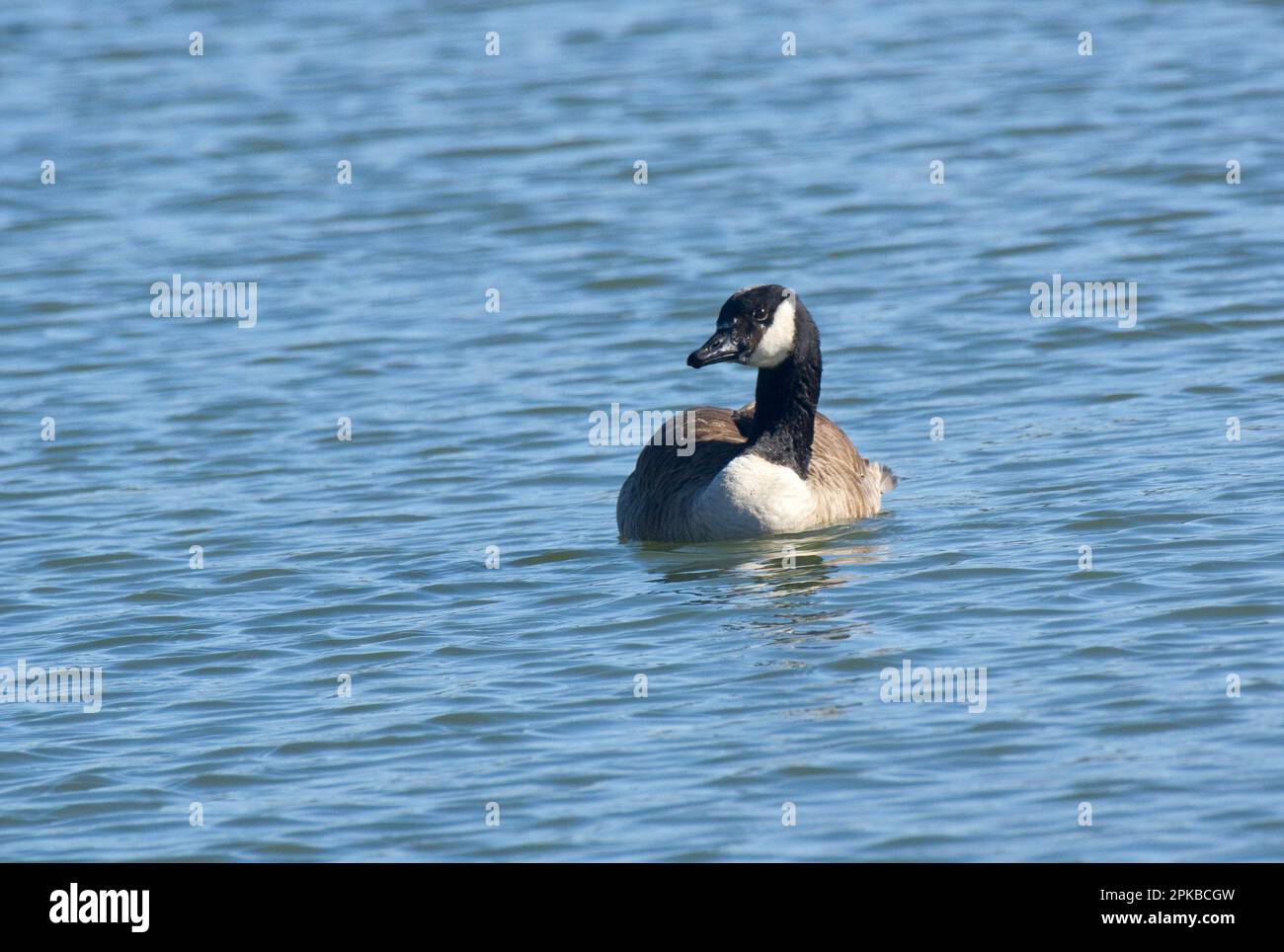 Europe, Germany, Hesse, Waldecker Land, Kellerwald-Edersee National ...