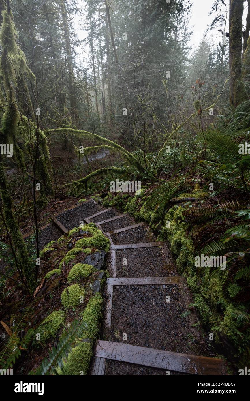 Enchanted forest trail hi-res stock photography and images - Alamy