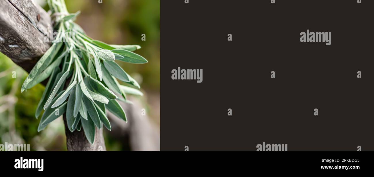 Lemon balm, Melissa officinalis, balm, common balm, or balm mint ...