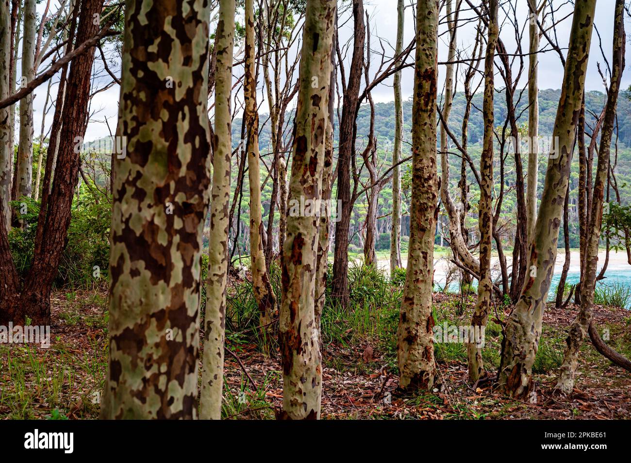 This image shows a wooded area with trees Stock Photo - Alamy