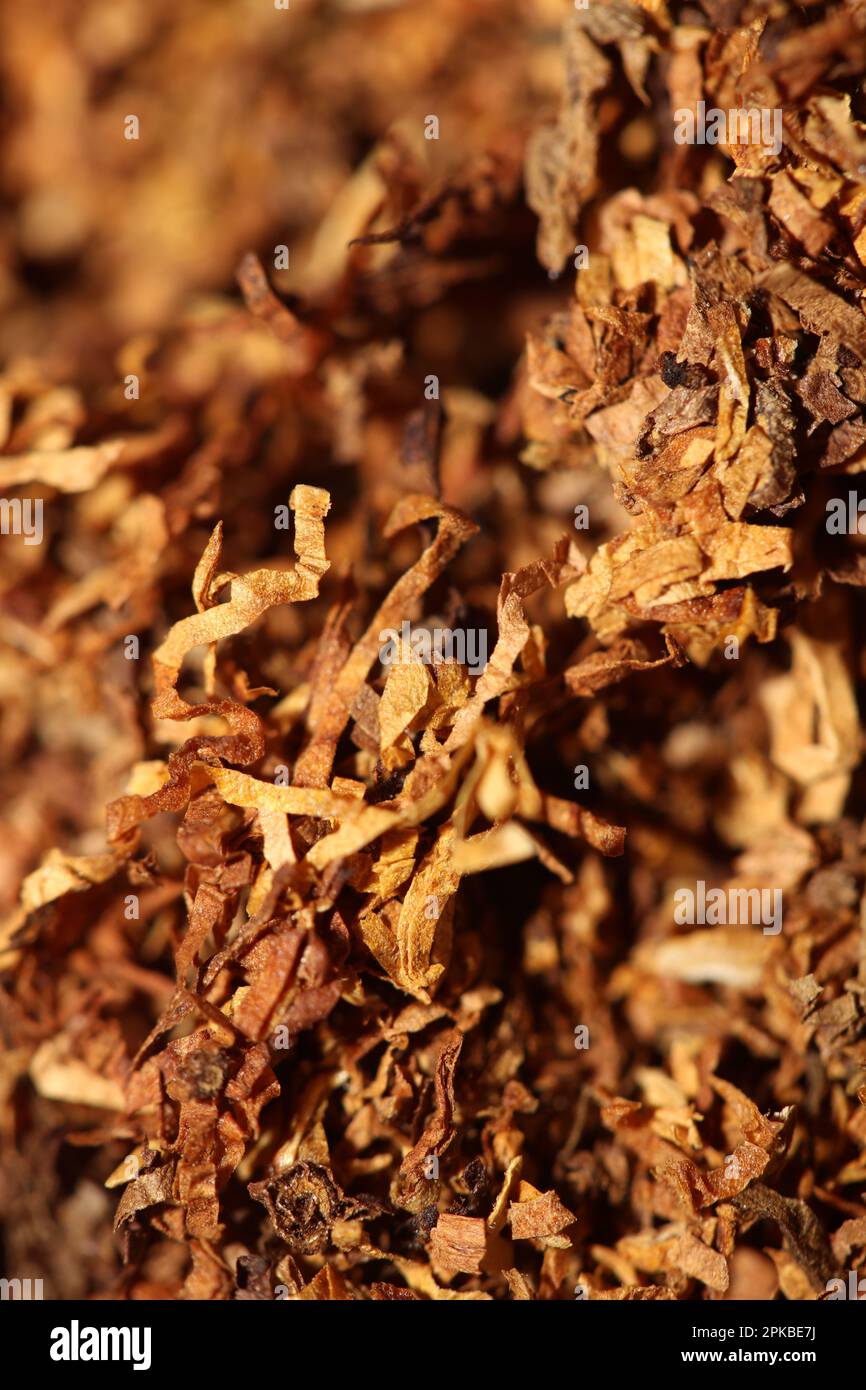 Rolling dried tobacco leafs close up background big size high quality stock photos smoking ...