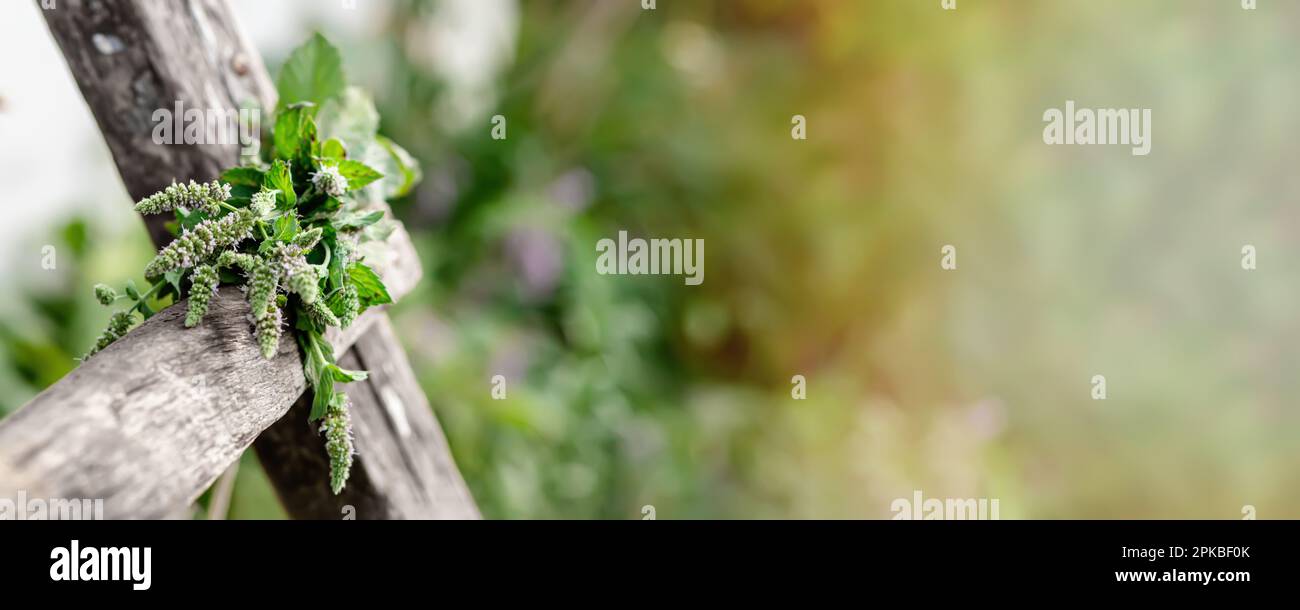 Lemon balm, Melissa officinalis, balm, common balm, or balm mint ...