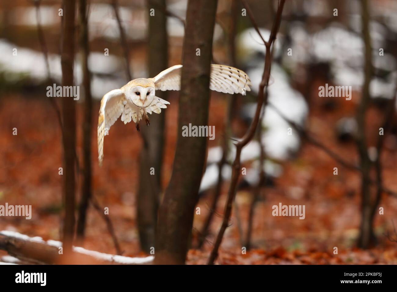 Barn owl flying in beautiful autumn forest at the evening. Wildlife ...