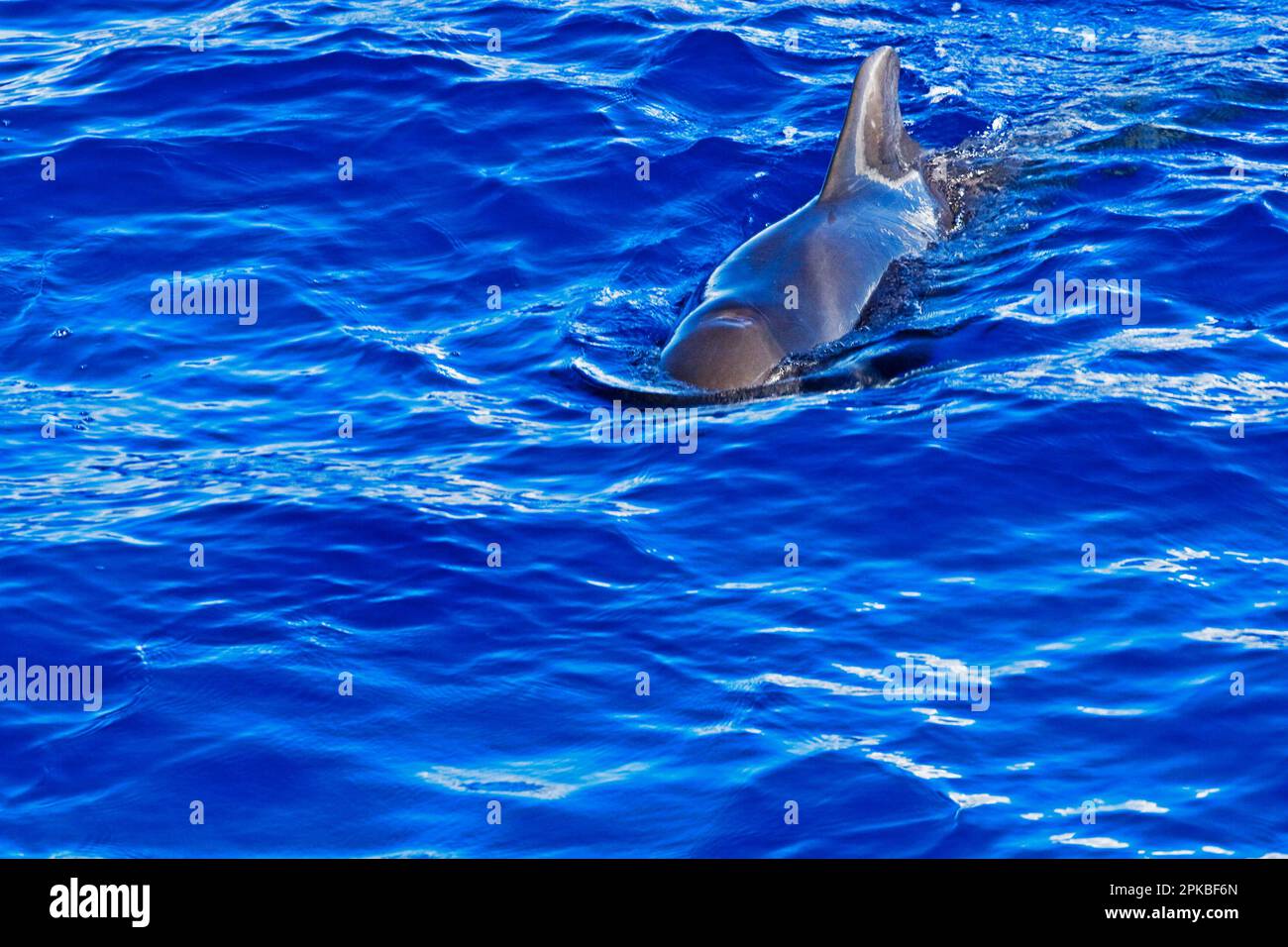 back and fin dolphin swimming in the atlantic ocean hanging down Stock ...