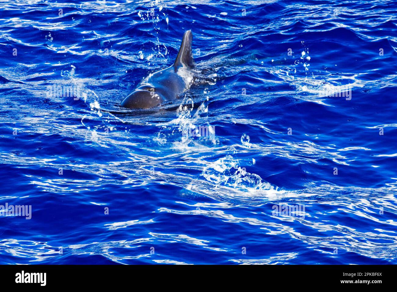 Dolphin back fin hi-res stock photography and images - Alamy