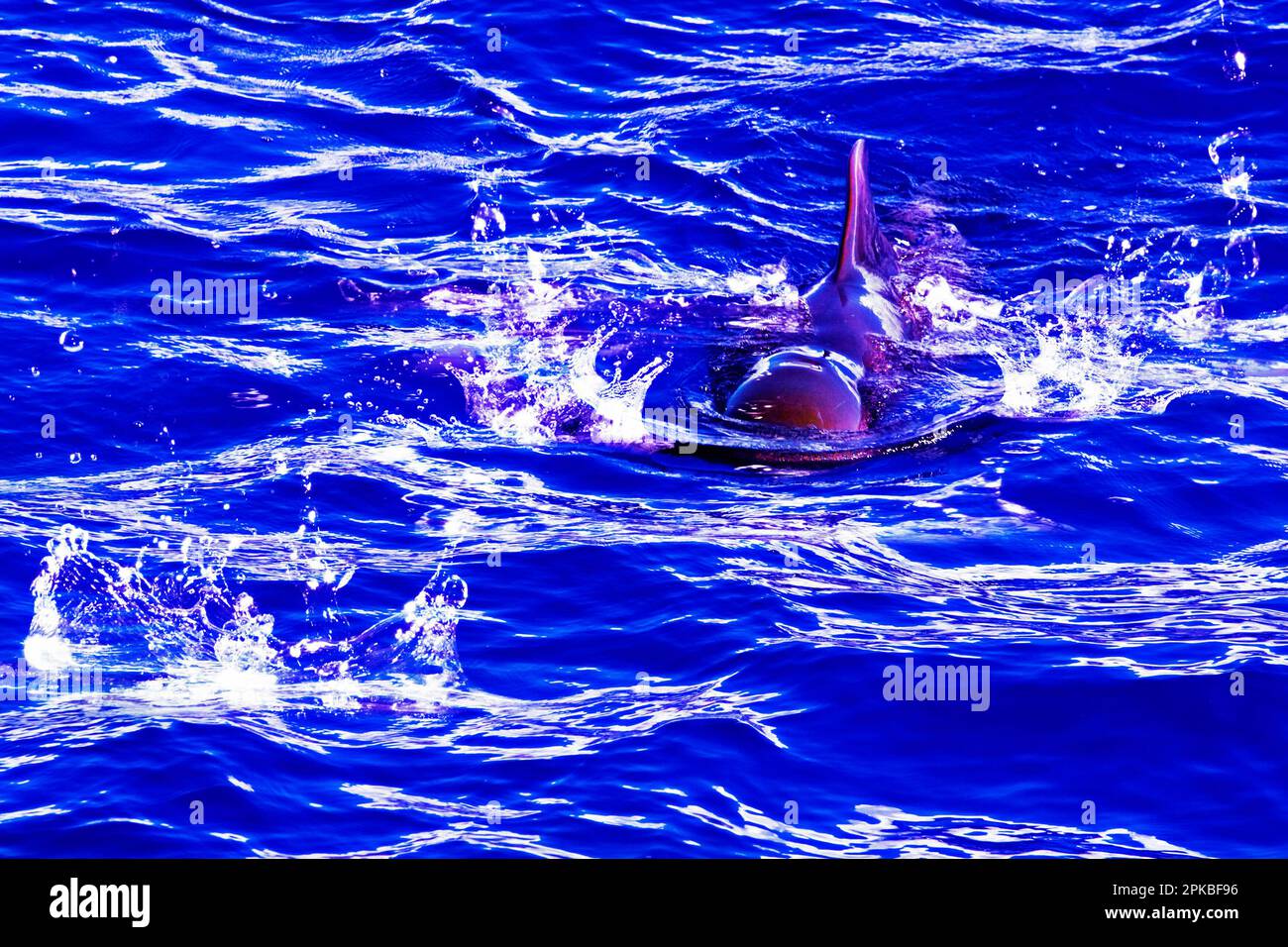 back and fin of a diving dolphin in the atlantic ocean on a purple ...