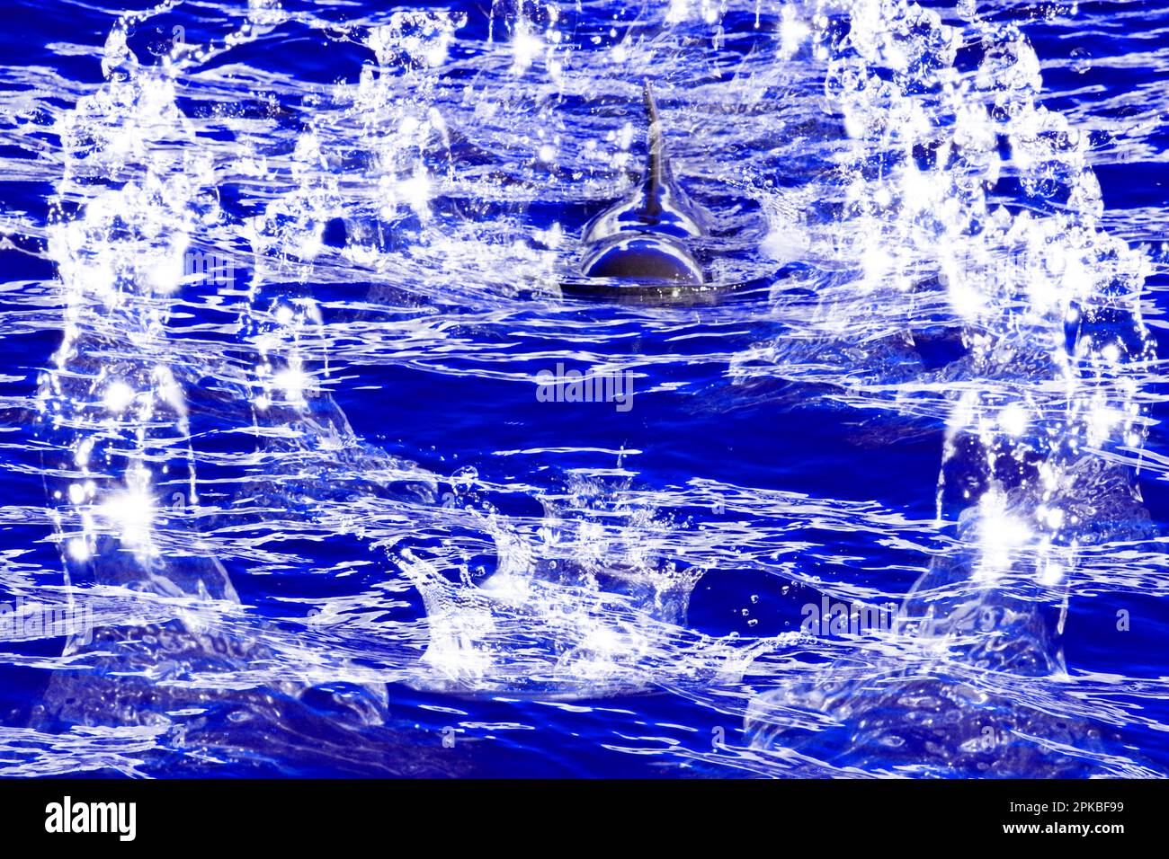 back and fin of a diving dolphin swimming full face in the Atlantic ...