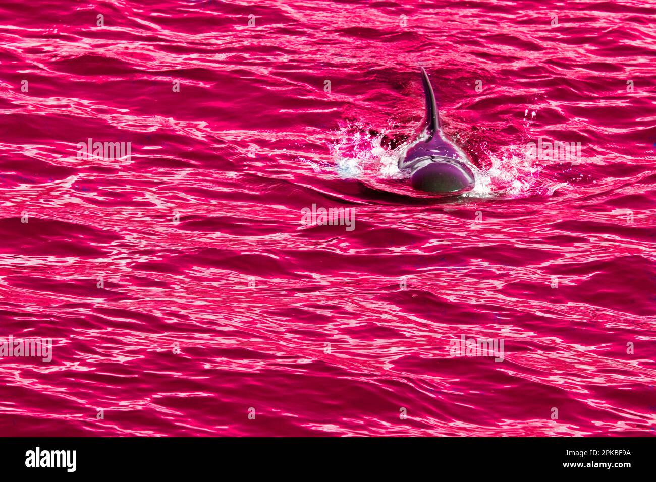back and fin of a diving dolphin swimming full face in the Atlantic ...