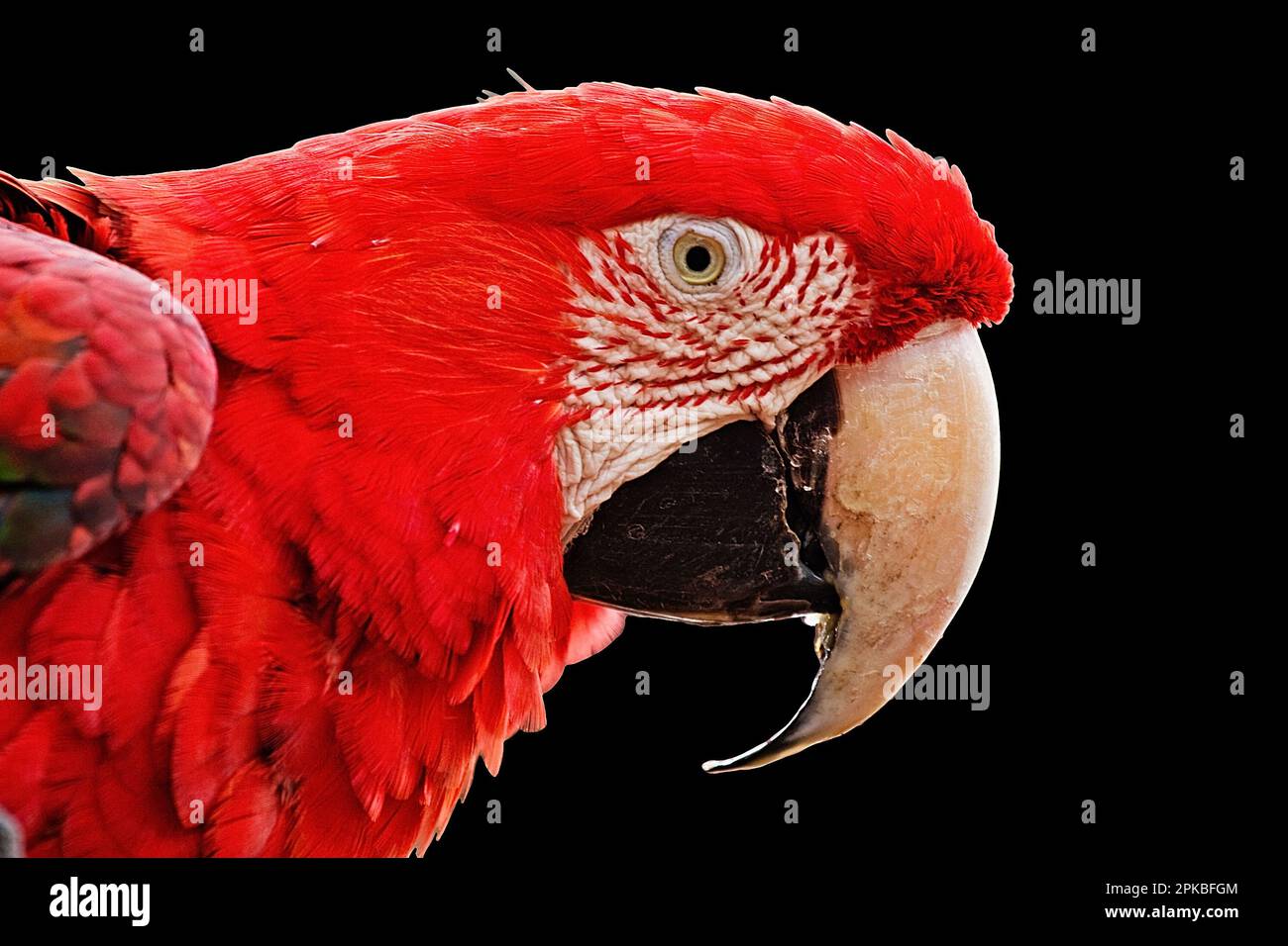 head of the largest parrot macaw on a black background Stock Photo - Alamy