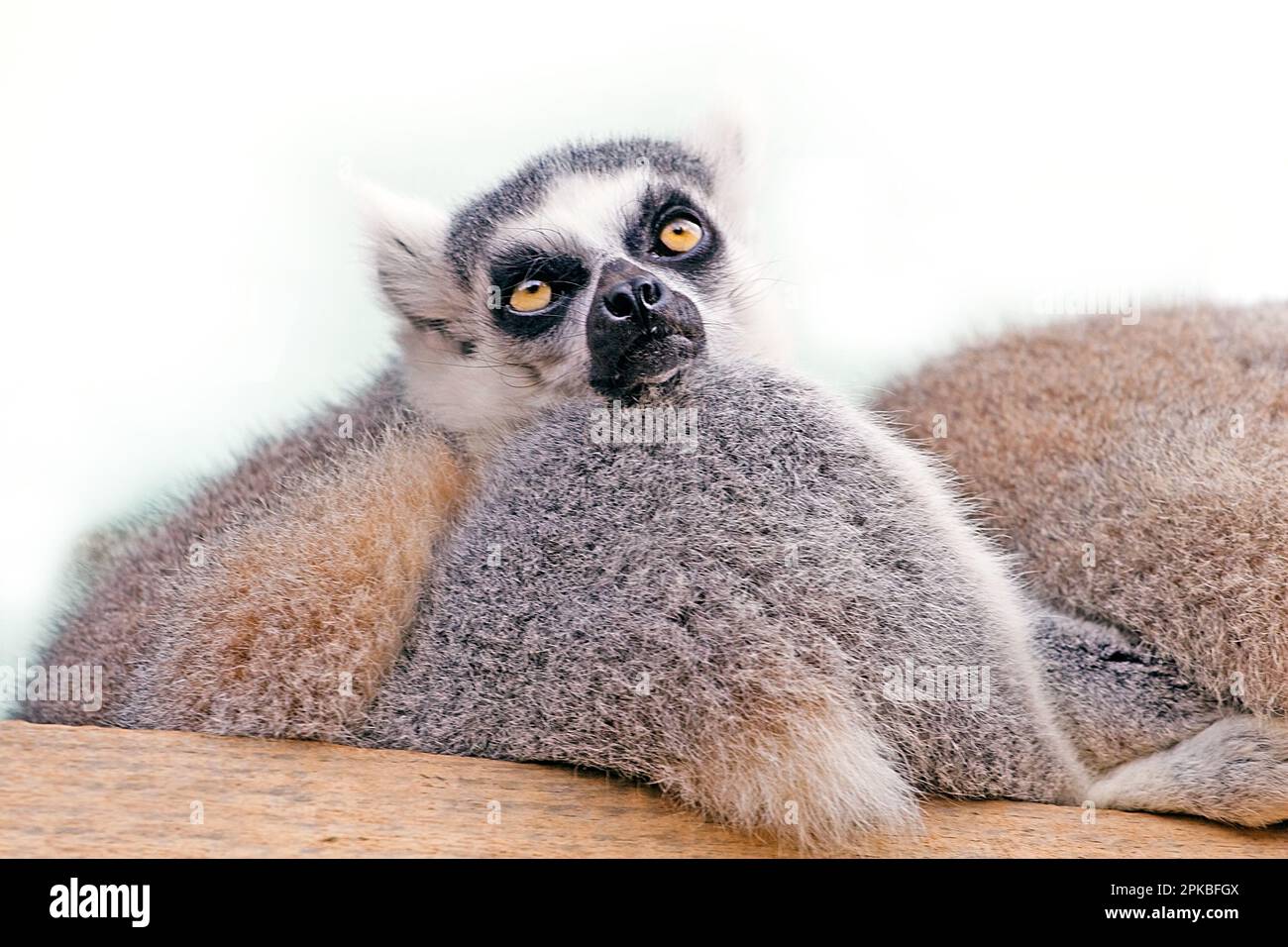 lemur on a light background looking forward Stock Photo - Alamy