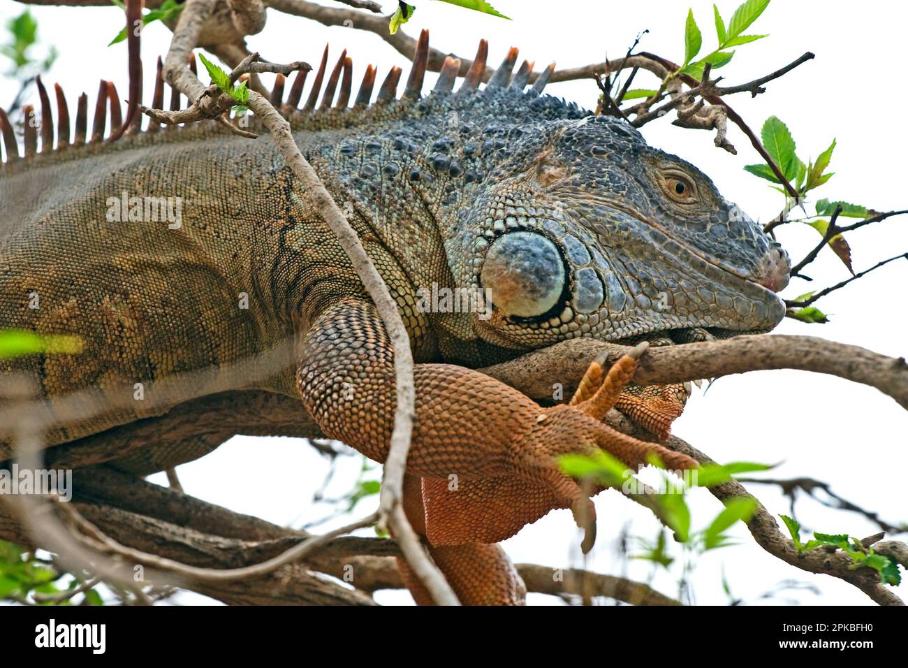 Zooclub hi-res stock photography and images - Alamy