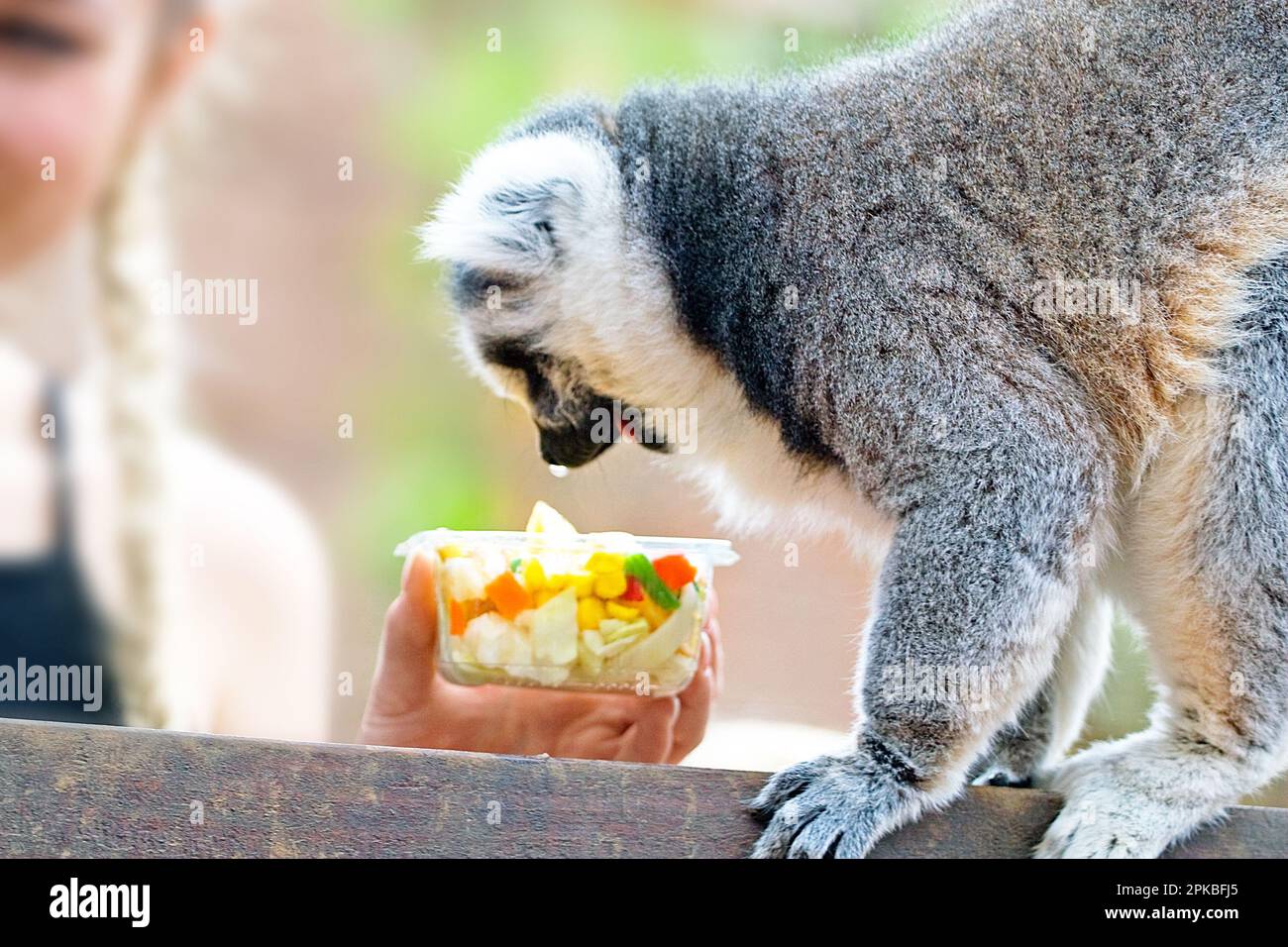 Man cat profile hi-res stock photography and images - Alamy