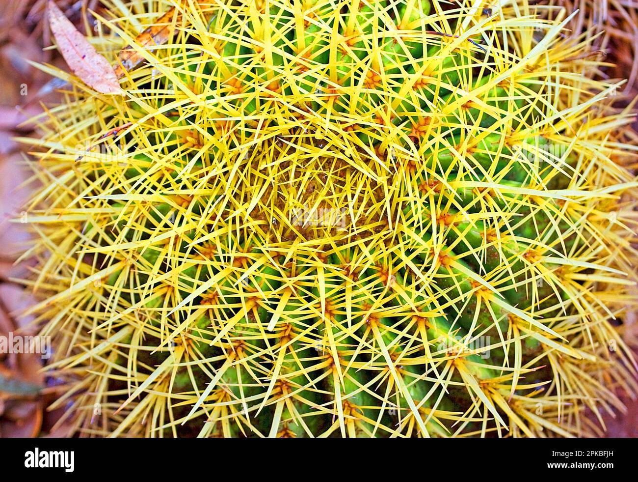 Cacti top view hi-res stock photography and images - Alamy
