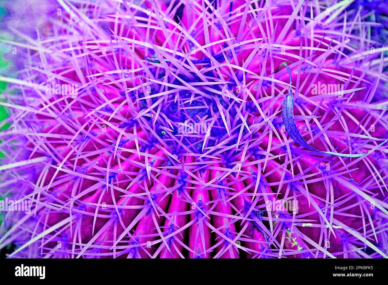 Cactus in egypt hi-res stock photography and images - Alamy
