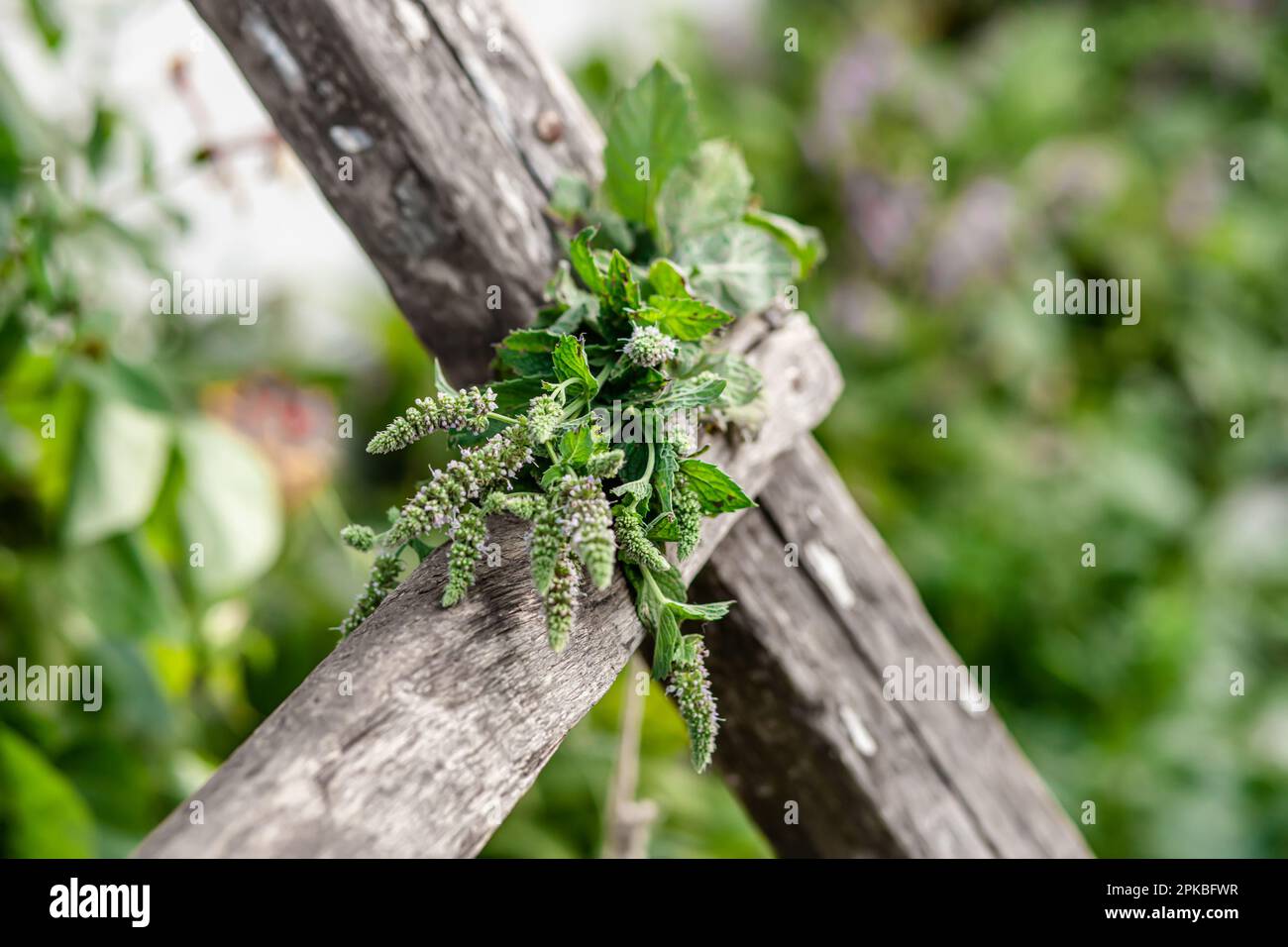 Lemon balm, Melissa officinalis, balm, common balm, or balm mint ...