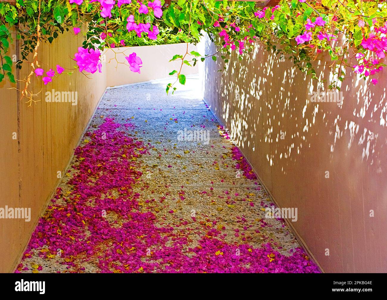flower terrace with pink flowers and fallen petals underneath Stock ...
