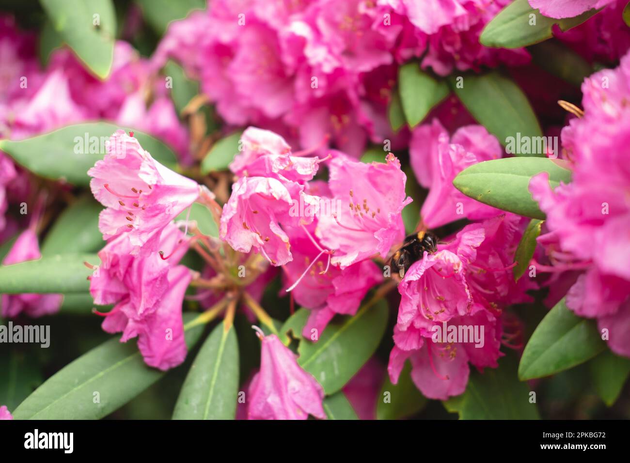A bee pollinating a pink flower with green leaves in the Dr Neil's ...