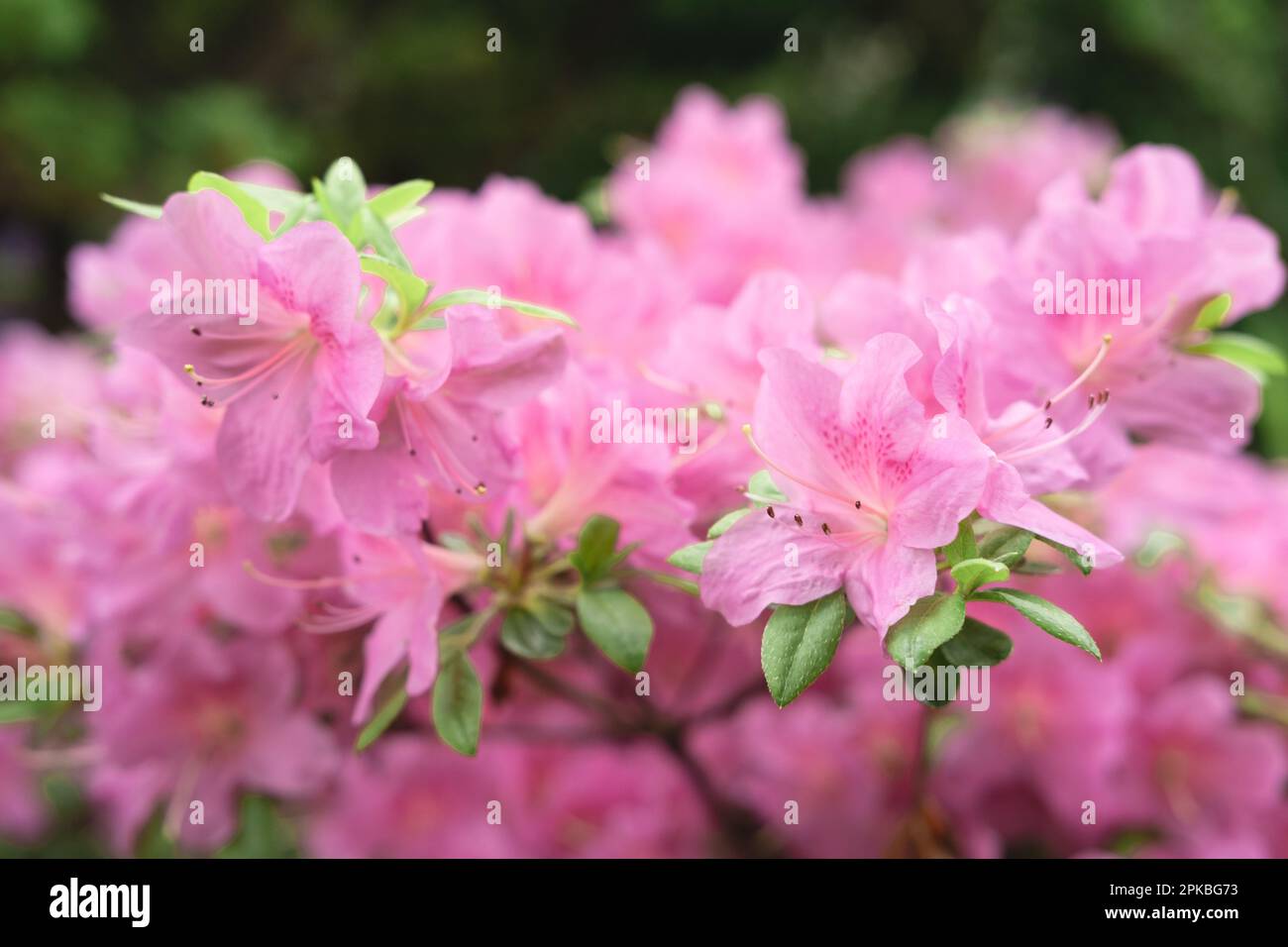 Beautiful pink or purple flowers from the Dr Neil's Garden in Edinburgh ...
