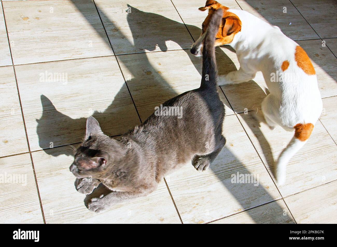 Jack russell terrier on gray hi-res stock photography and images - Alamy