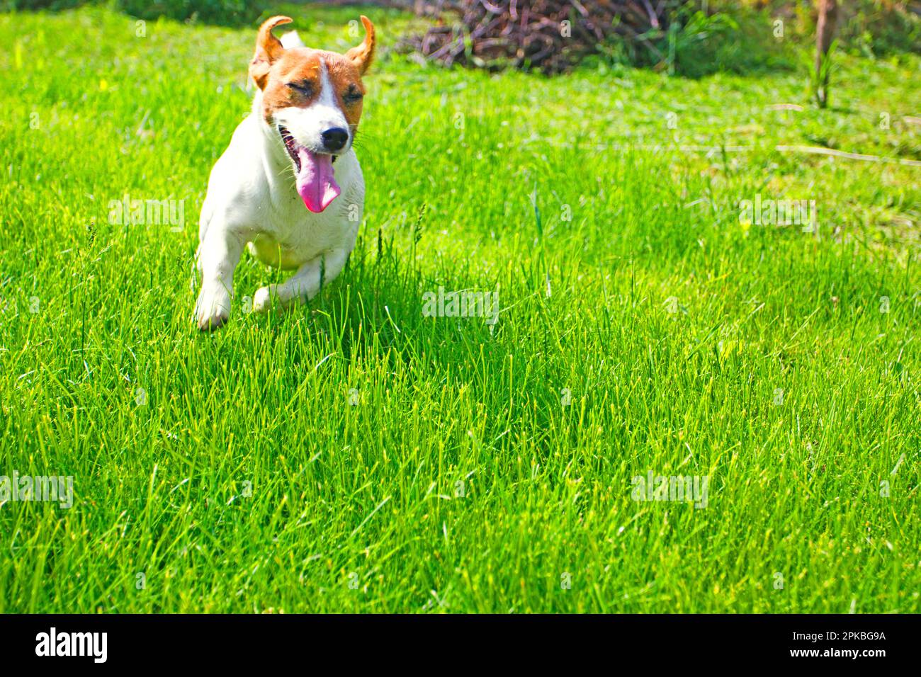 jack russell terrier running across the grass behind the trimmer ...