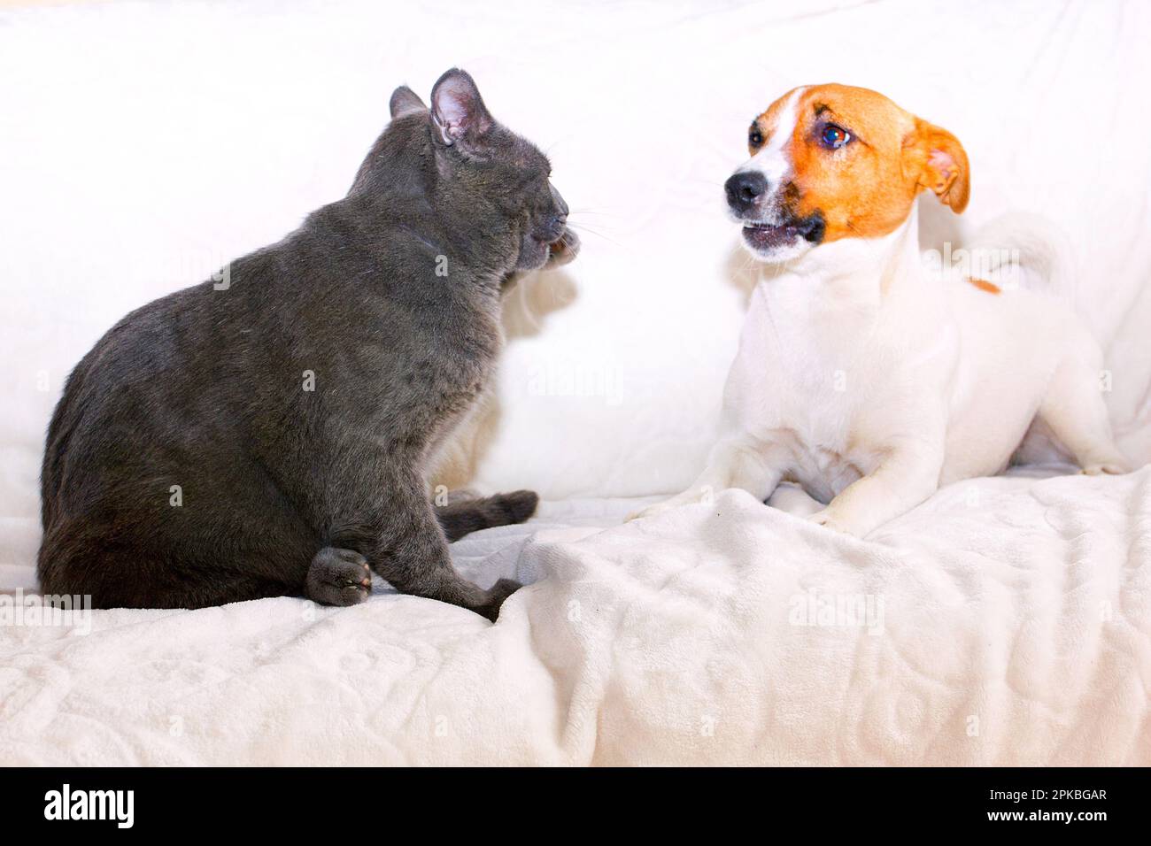 Jack Russell Terrier catches to a gray cat in profile Stock Photo - Alamy