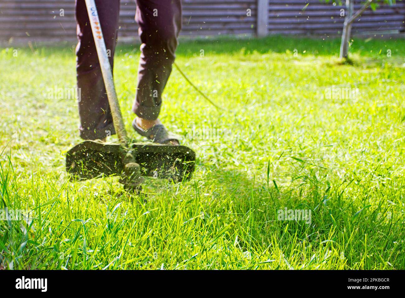 Trimer mows grown grass on the lawn, against the sun Stock Photo - Alamy