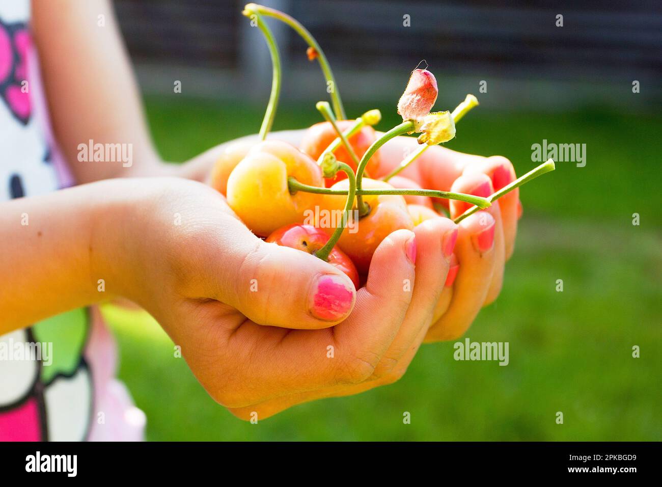 handful of yellow early cherries in children's hands Stock Photo - Alamy