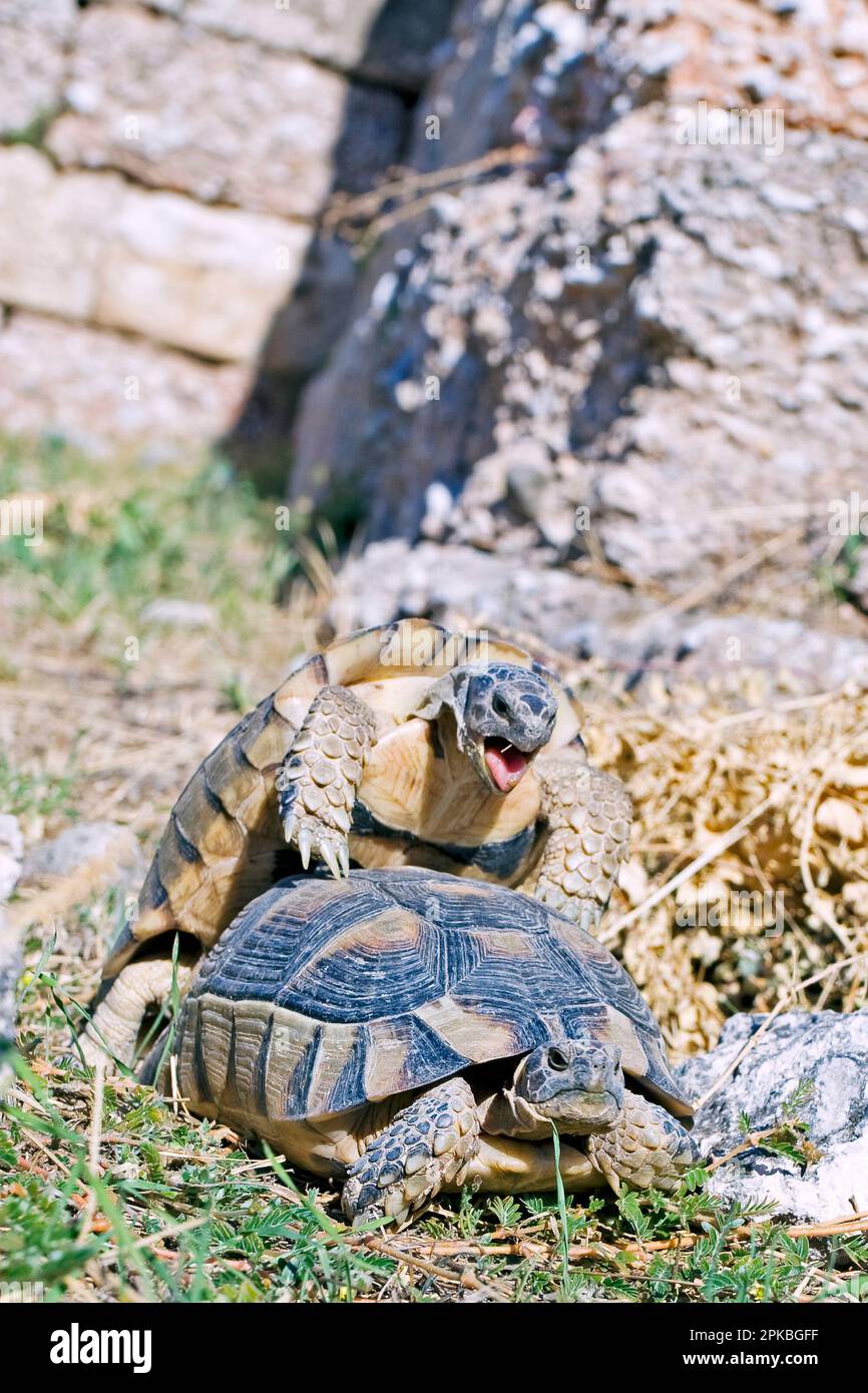 Greek turtles in mating season male and female in the wild Stock Photo ...