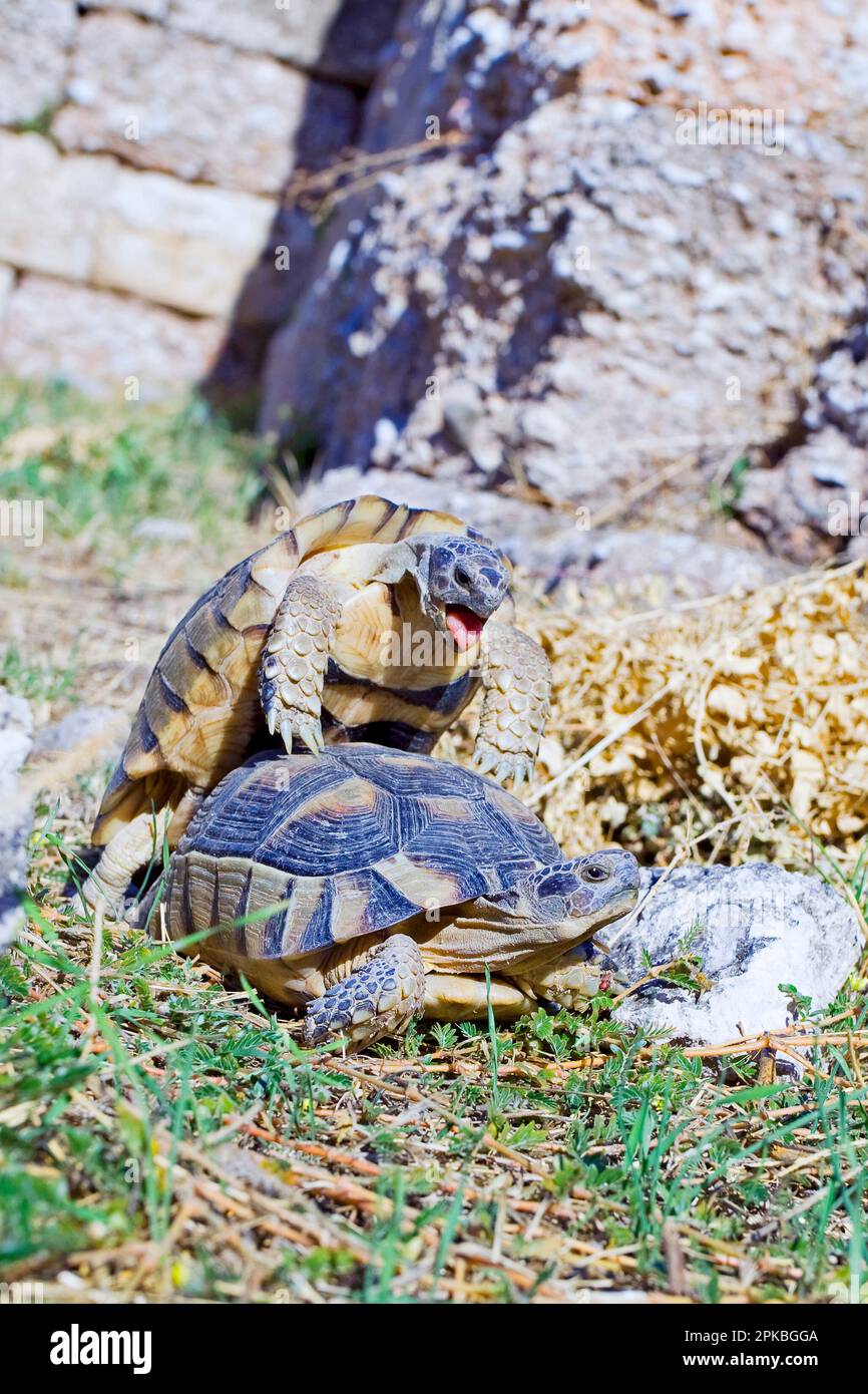 Greek turtles in mating season male and female in the wild Stock Photo ...