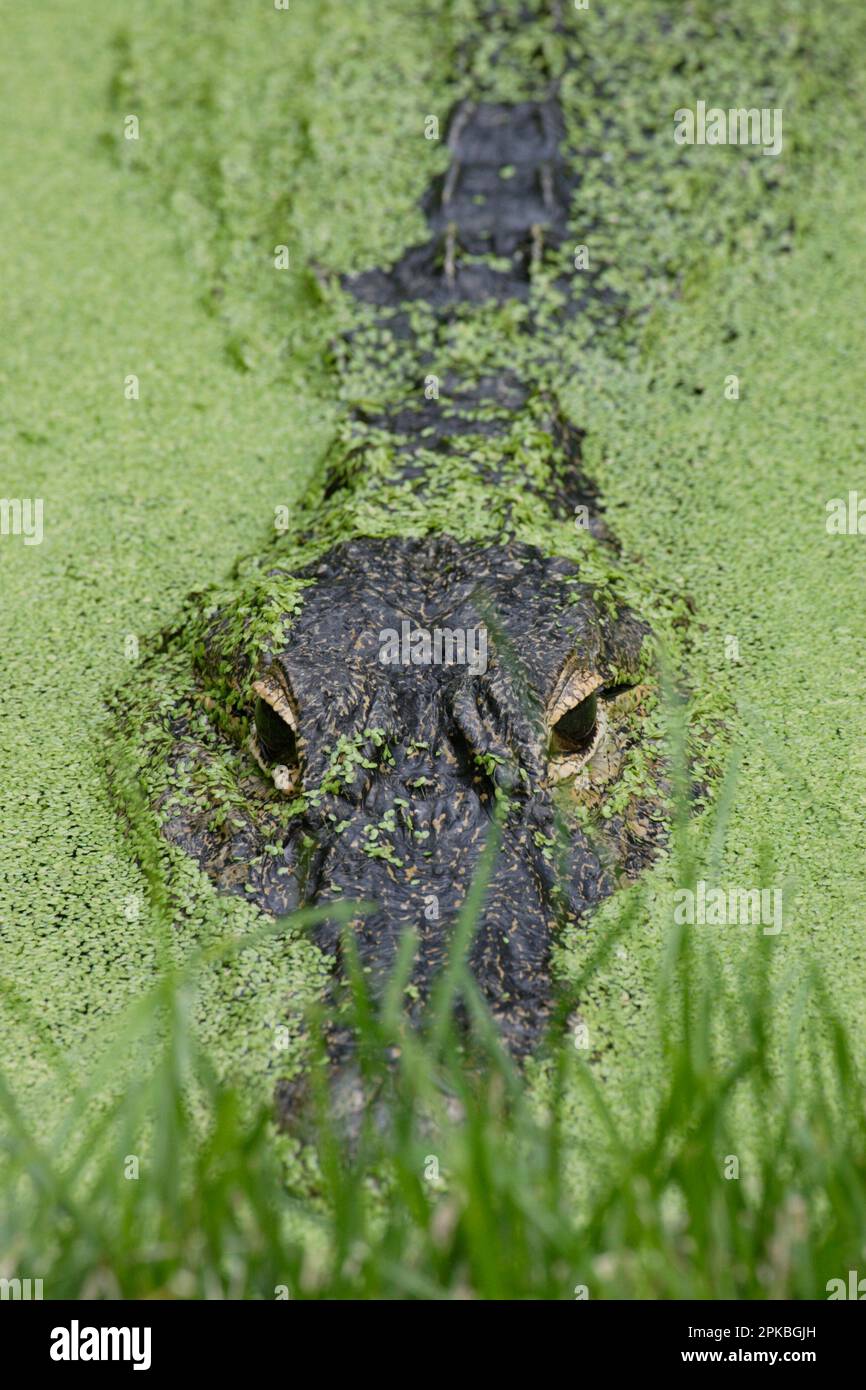 An American Alligator partially submerged in water Stock Photo - Alamy