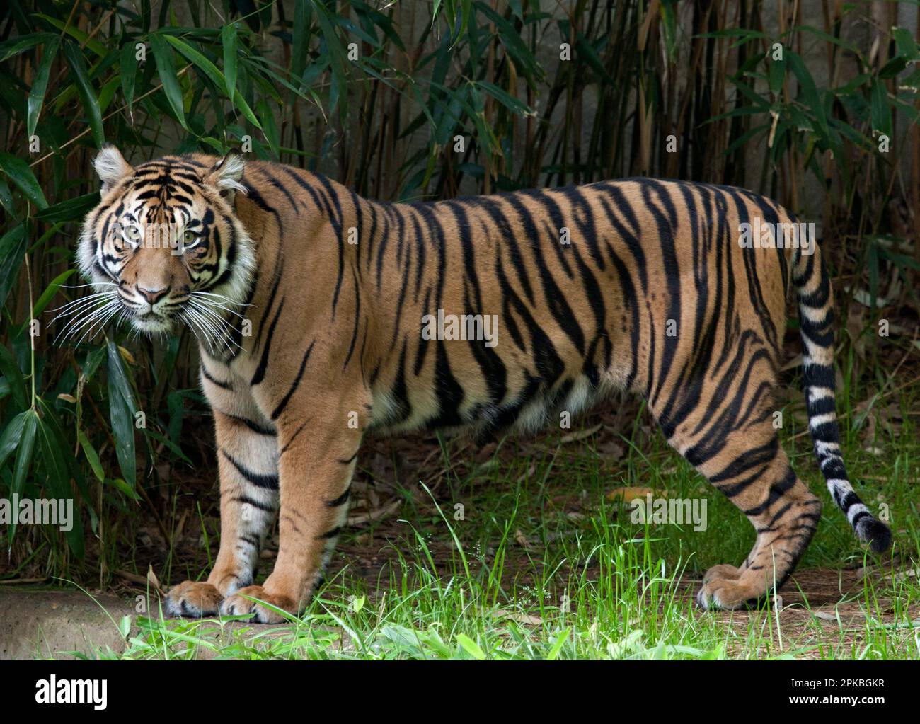 Side view of an adult female Sumatran tiger looking at camera Stock Photo - Alamy
