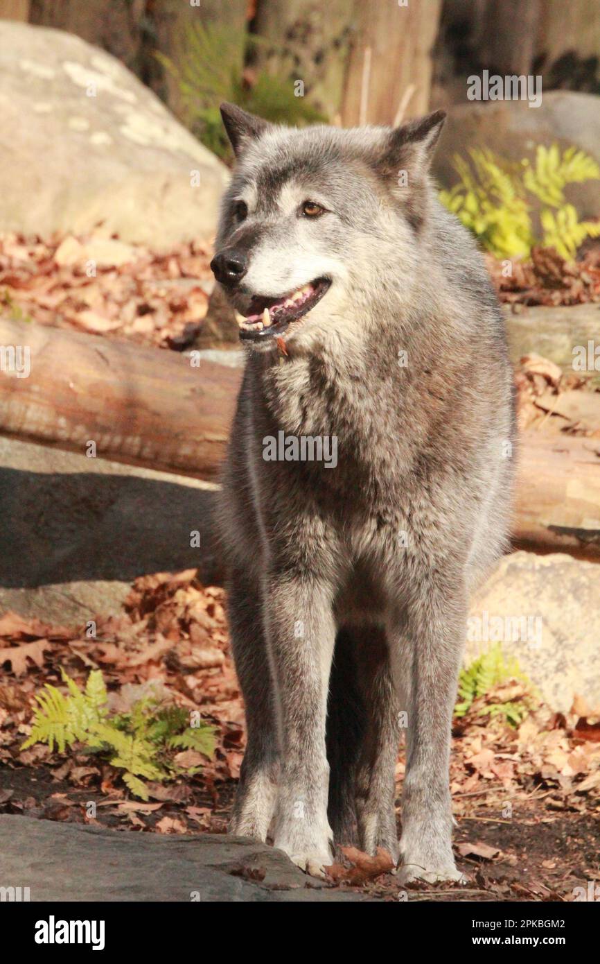 Front view of a Gray Wolf standing up Stock Photo - Alamy
