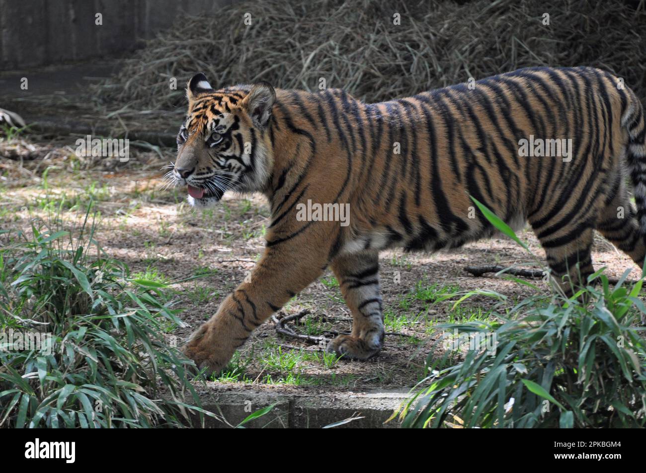 Sumatra tiger prowling hi-res stock photography and images - Alamy