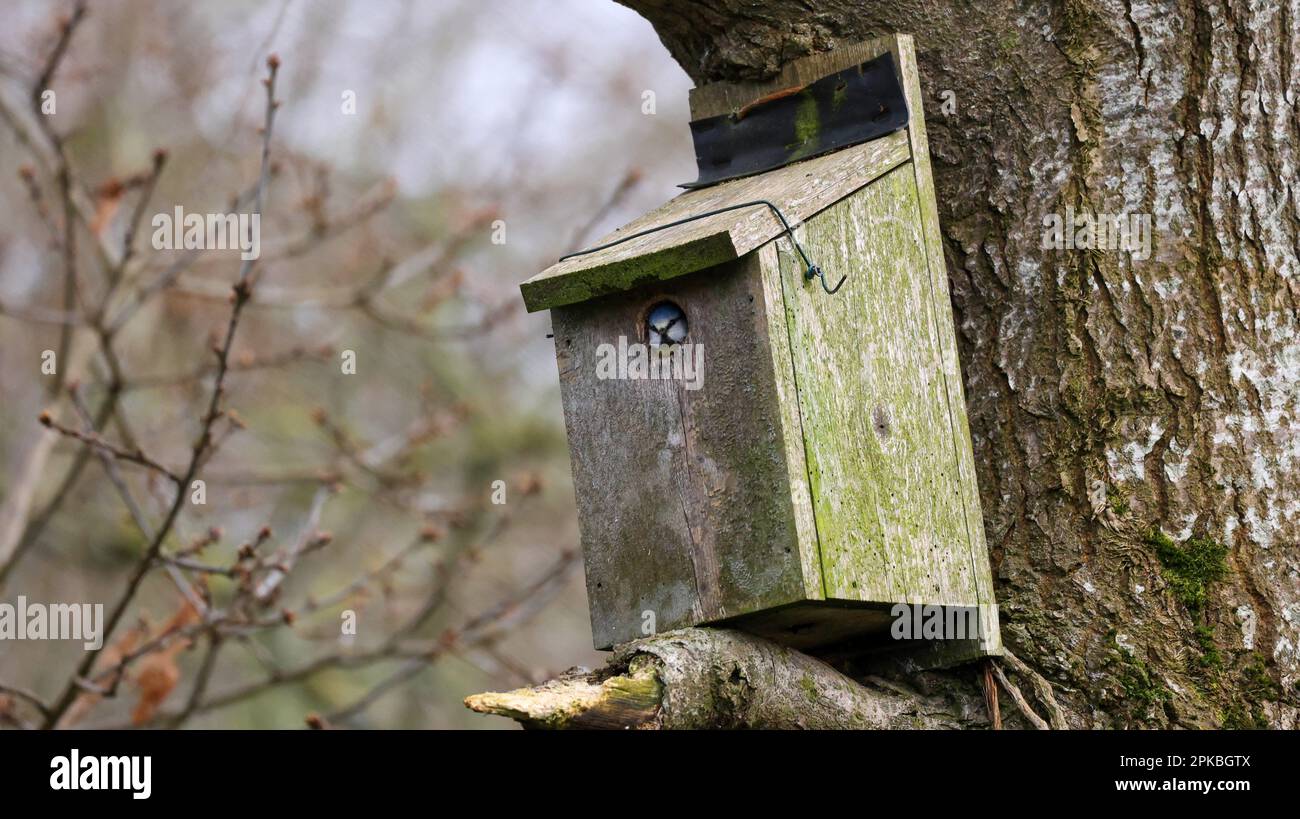 UK bird looking out through circular hole in wooden nesting box. Blue ...