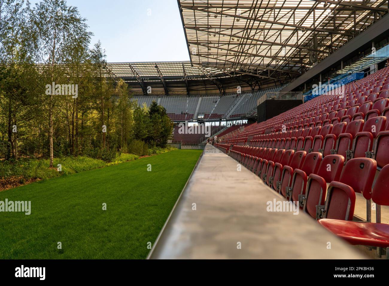 This captivating image displays a lush forest growing in the stands of ...
