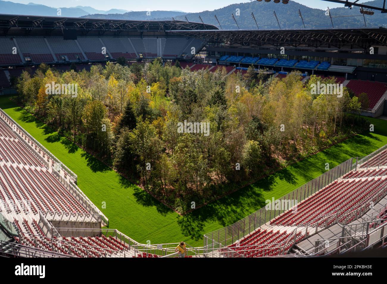 This captivating image displays a lush forest growing in the stands of ...