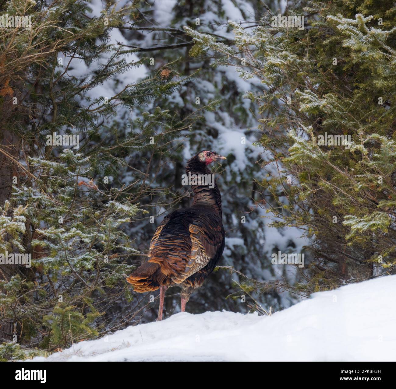 Wild turkey snow hi-res stock photography and images - Alamy