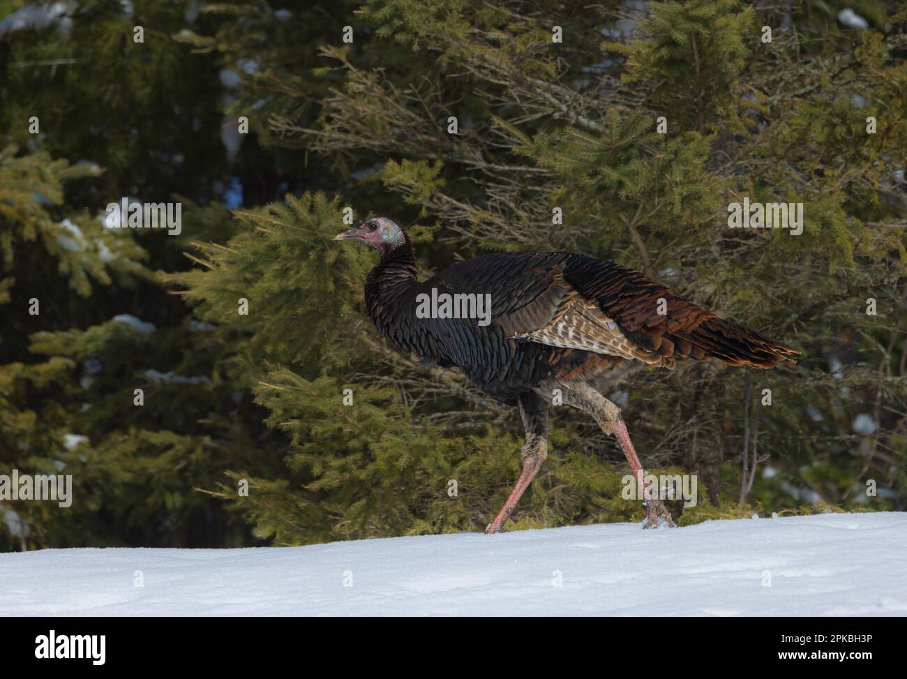 Eastern wild turkey in northern Wisconsin Stock Photo - Alamy