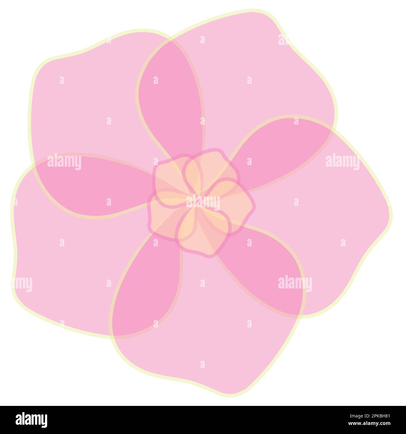 pink hibiscus with transparent core Stock Photo - Alamy