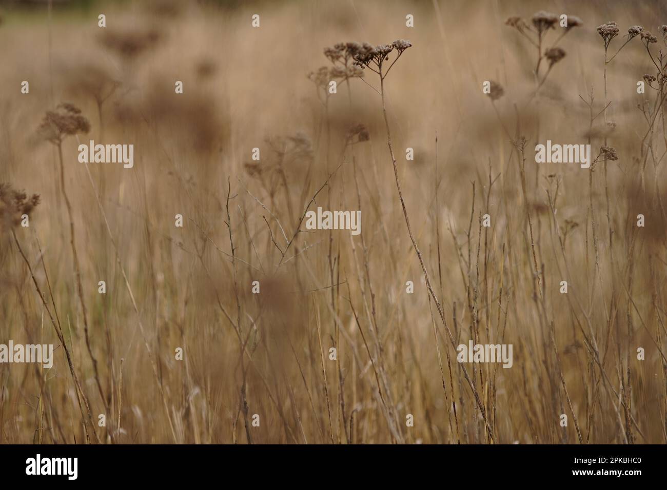 Dry yarrow branches growing in bronw autumnal field Stock Photo - Alamy