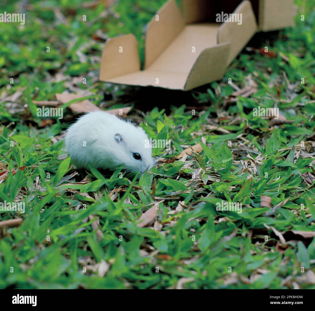An adorable white rat with black eyes perched in a grassy meadow near a ...