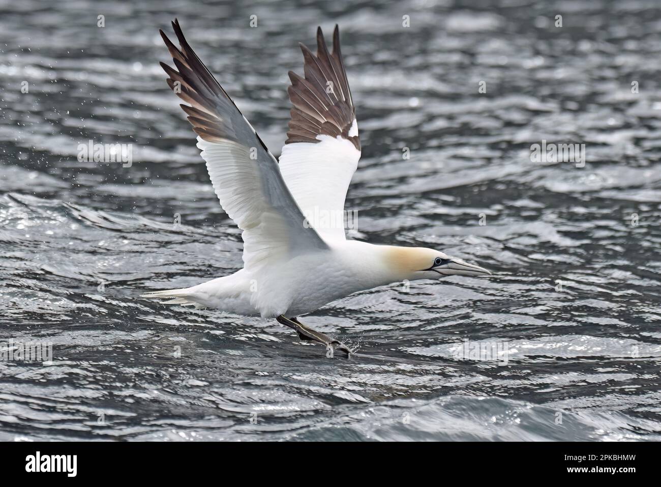 Northern gannet with signs of avian influenza in its eyes, flying Stock Photo - Alamy