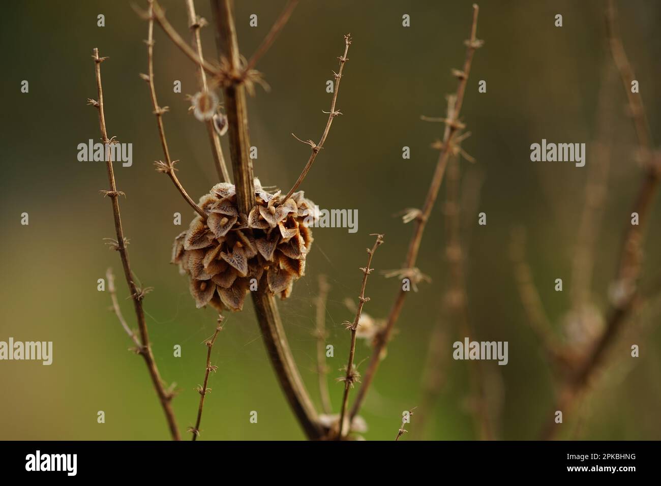 Dry plant bush thin hi-res stock photography and images - Alamy